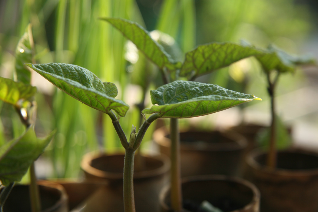 Runner-beans - The Knitting Shed