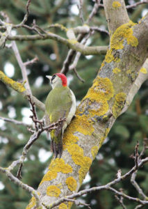 green-woodpecker - The Knitting Shed